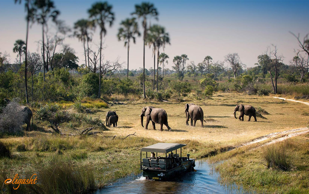Safari destinations in Africa |A travel guide to the top destinations ...