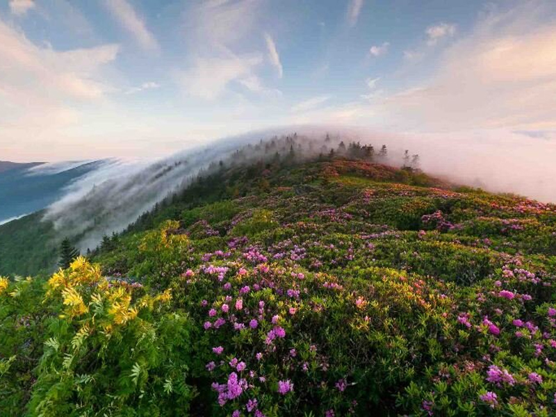 Iranian flower valleys