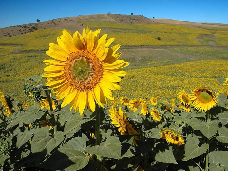 Iranian flower valleys